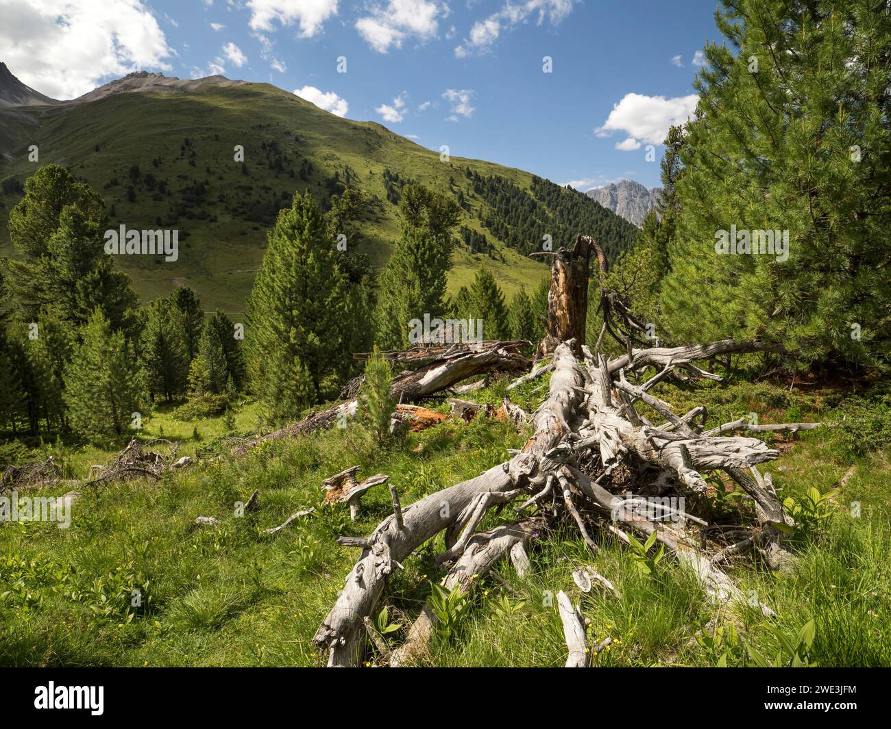 God Tamangur im Val S-charl in der Gem. S-charl am 07.07.2023 Stock ...