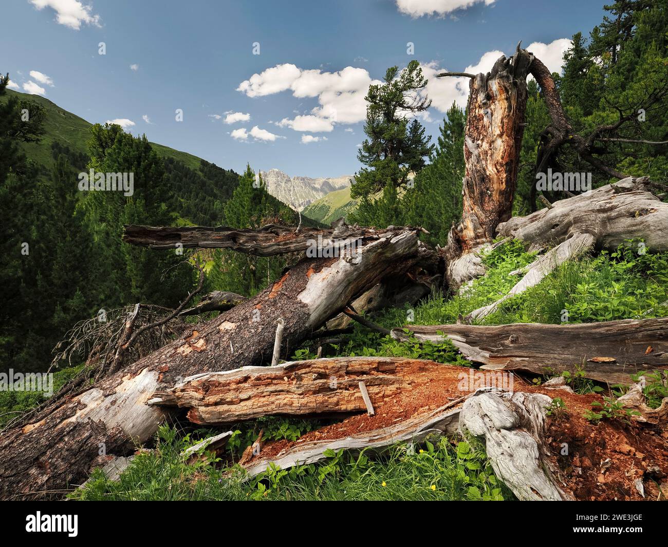 God Tamangur im Val S-charl in der Gem. S-charl am 07.07.2023 Stock ...