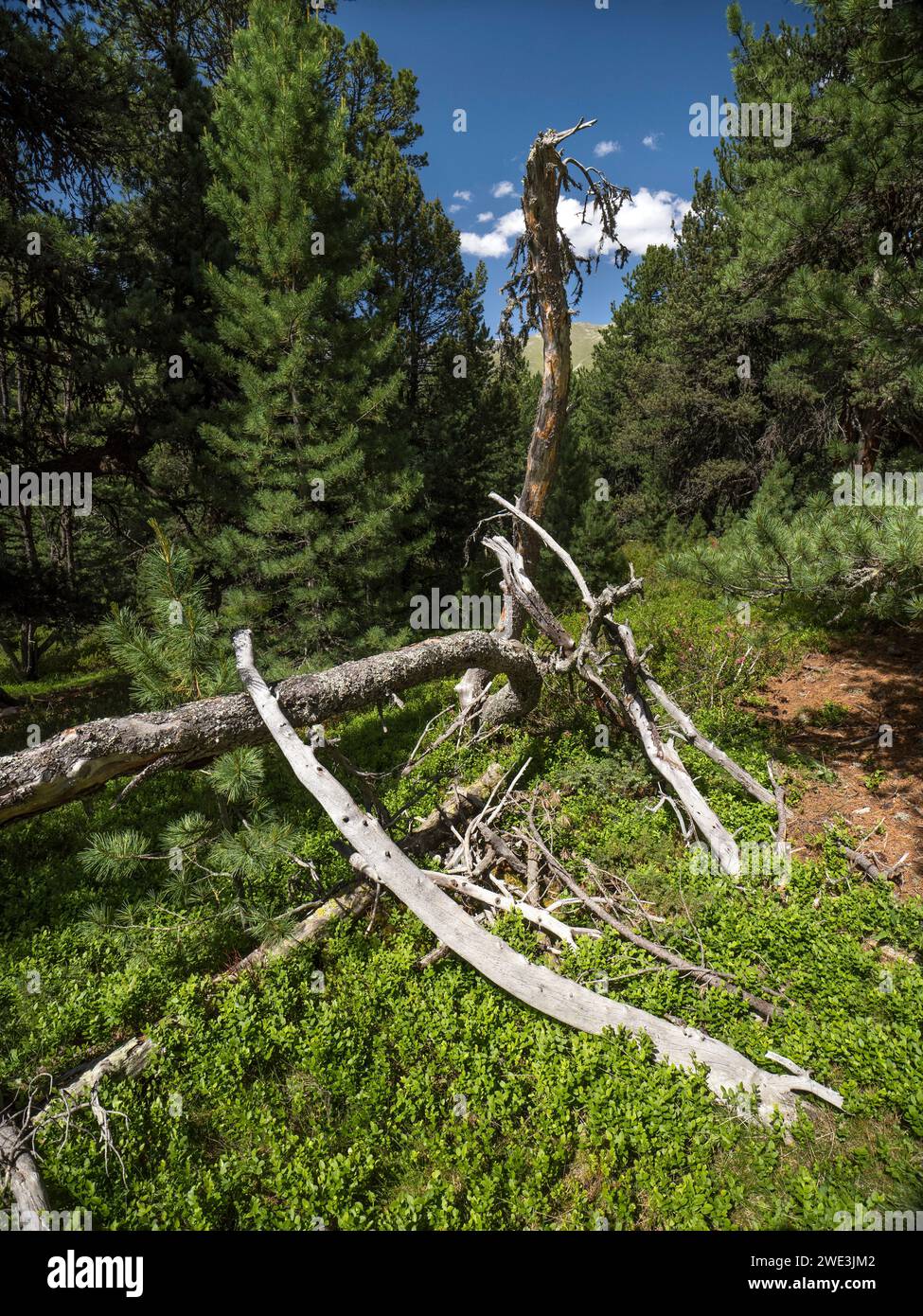 God Tamangur im Val S-charl in der Gem. S-charl am 07.07.2023 Stock ...