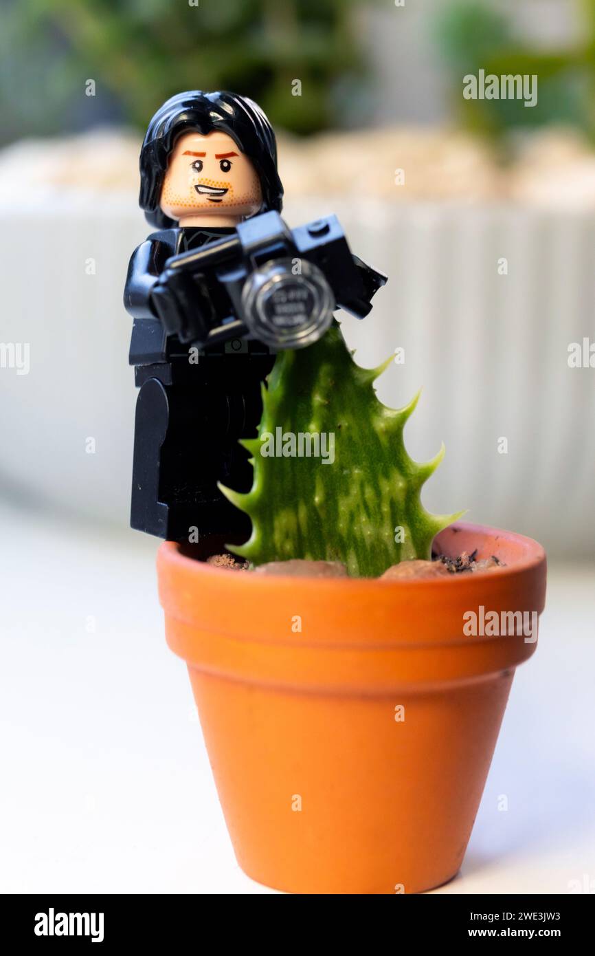 Lego character with mini Cactus plant. Shaun Fellows / Alamy Stock ...