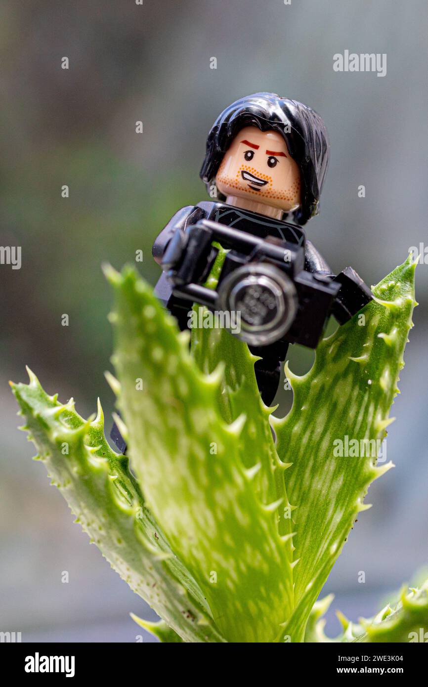 Lego character with mini Cactus plant. Shaun Fellows / Alamy Stock ...