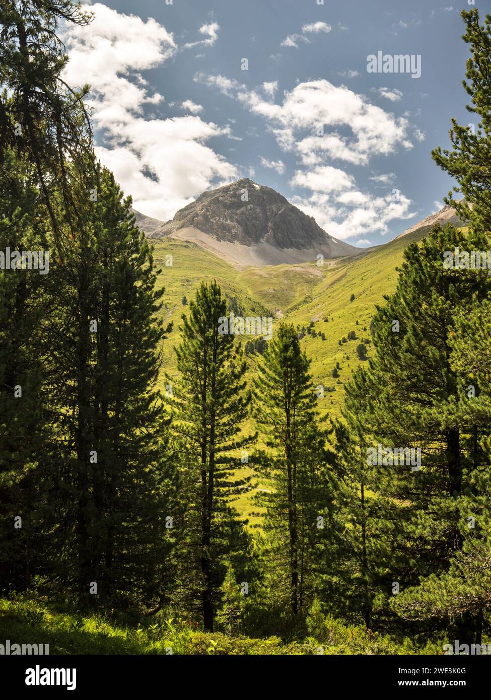 God Tamangur im Val S-charl in der Gem. S-charl am 07.07.2023 Stock ...