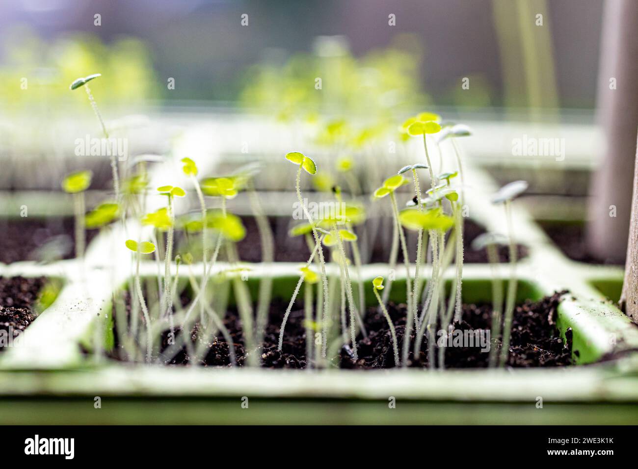 Seedlings growing in the potting shed. Shaun Fellows/Alamy Stock Photo ...