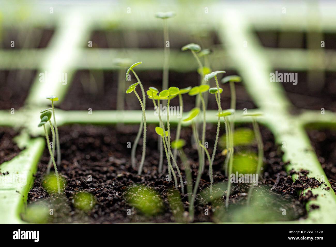 Seedlings growing in the potting shed. Shaun Fellows/Alamy Stock Photo ...