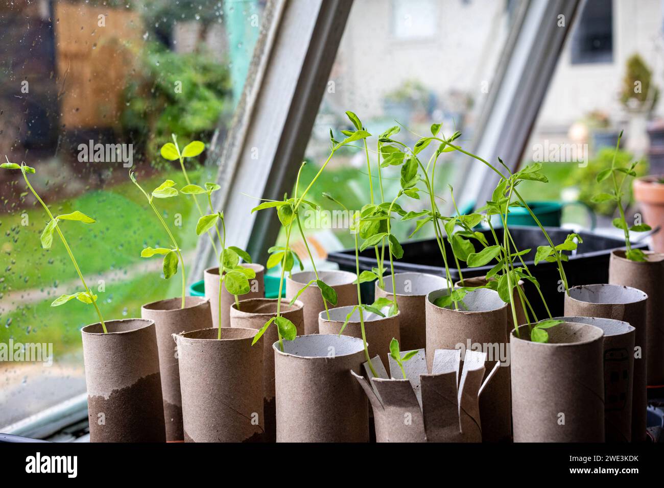 Seedlings growing in the potting shed. Shaun Fellows/Alamy Stock Photo ...