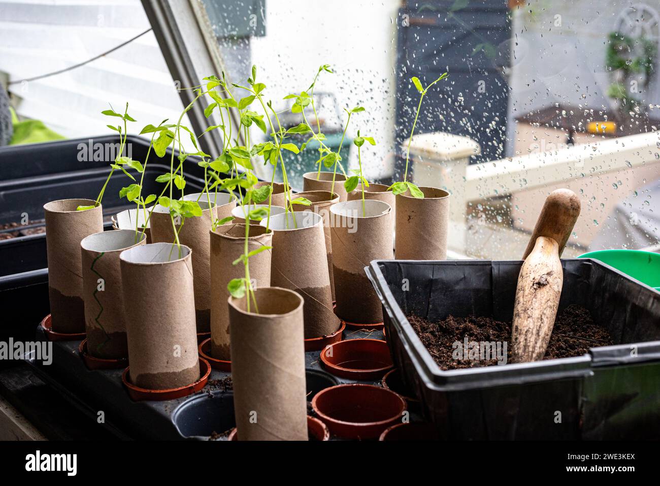 Planting new seeds in potting shed. Shaun Fellows / Alamy Stock Photo ...