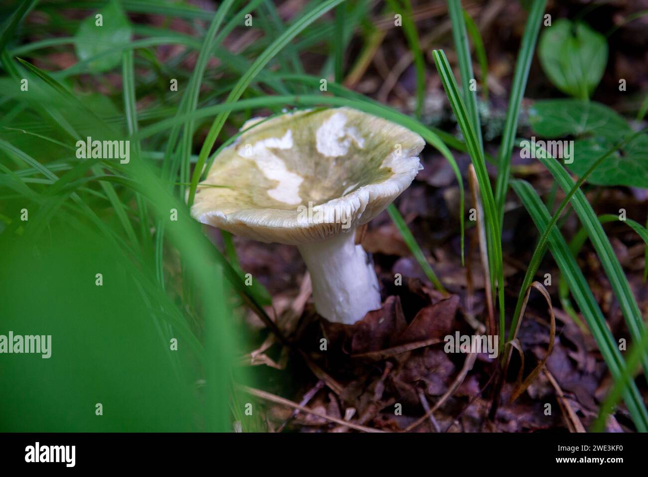 A mushroom Russula virescens is a basidiomycete mushroom of the genus ...