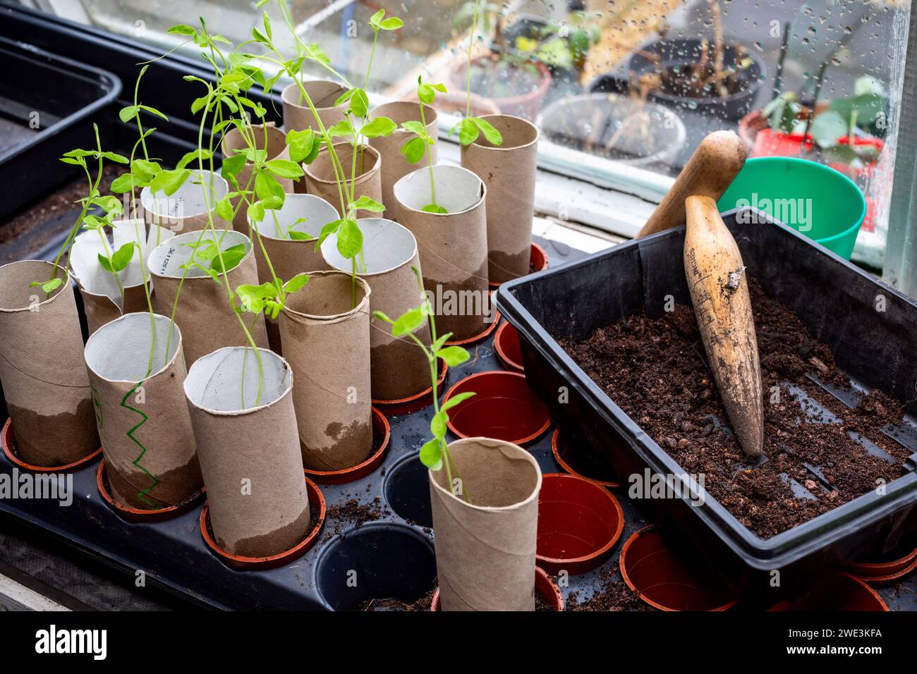 Planting new seeds in potting shed. Shaun Fellows / Alamy Stock Photo ...