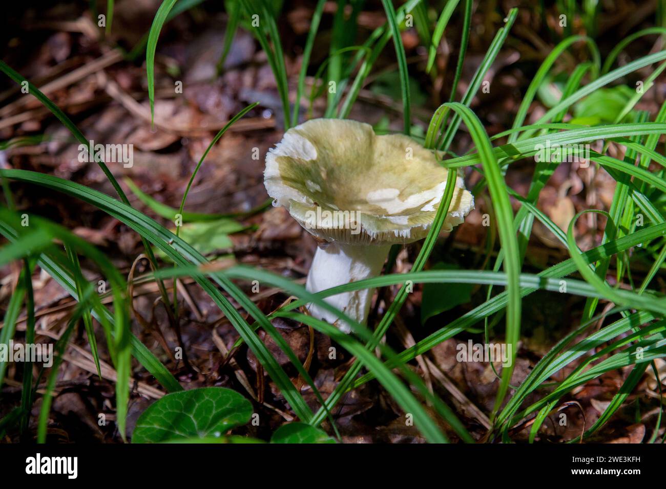 A mushroom Russula virescens is a basidiomycete mushroom of the genus ...