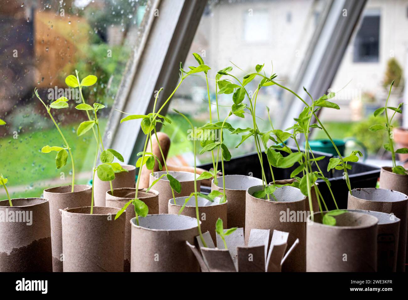 Planting new seeds in potting shed. Shaun Fellows / Alamy Stock Photo ...