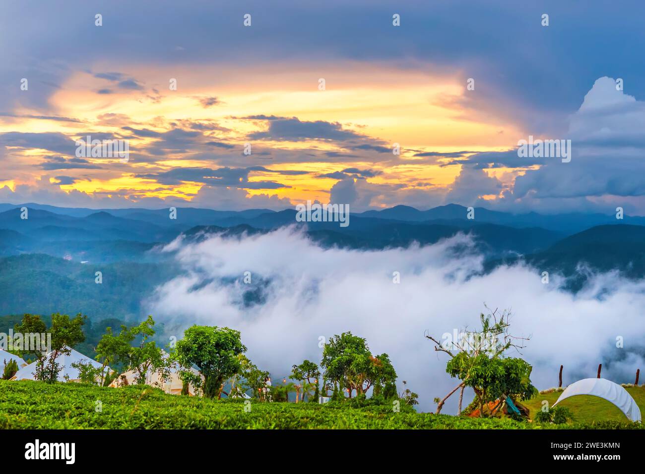 Scenery dawn on hillside of tea planted in misty highlands Da Lat ...