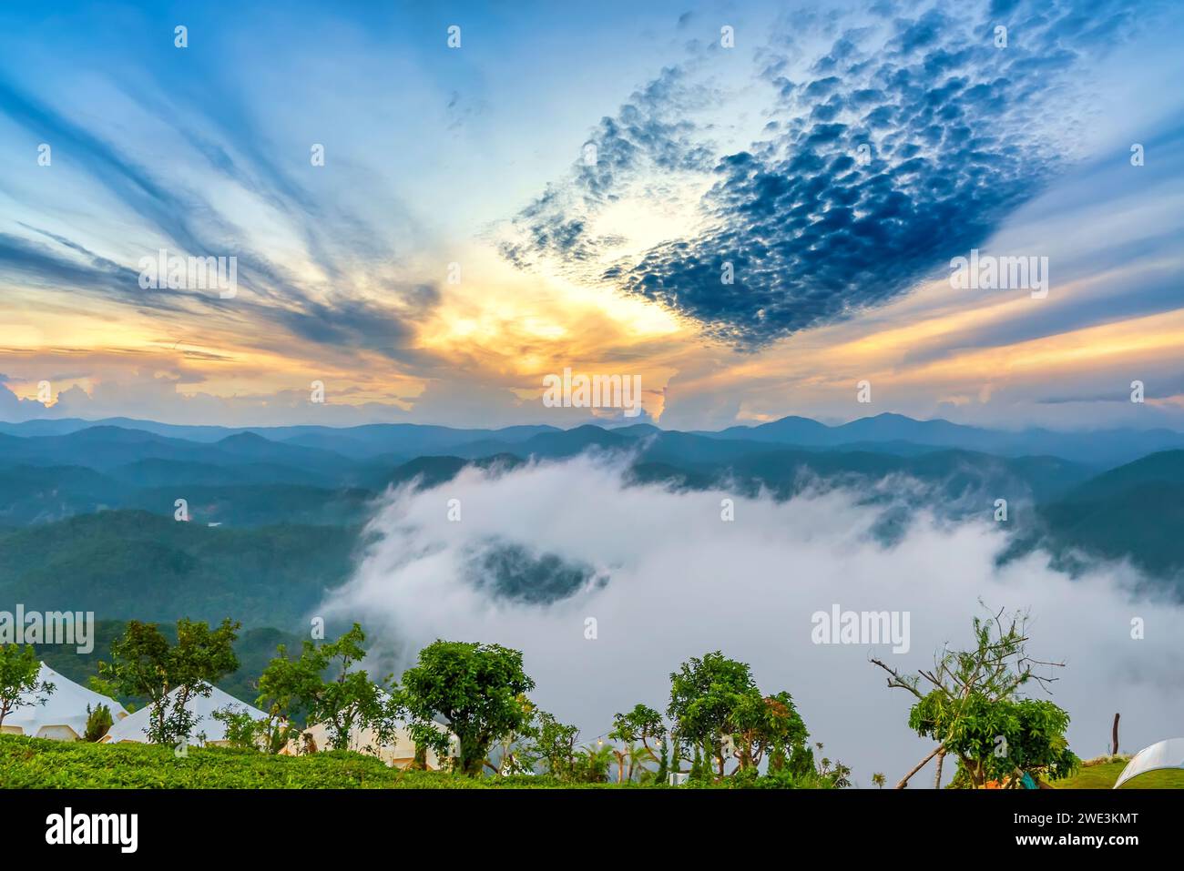Scenery dawn on hillside of tea planted in misty highlands Da Lat ...