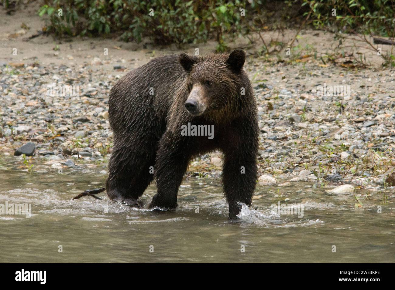 Grizzly Bear at the banks of Orford River near Bute Inlet in the ...