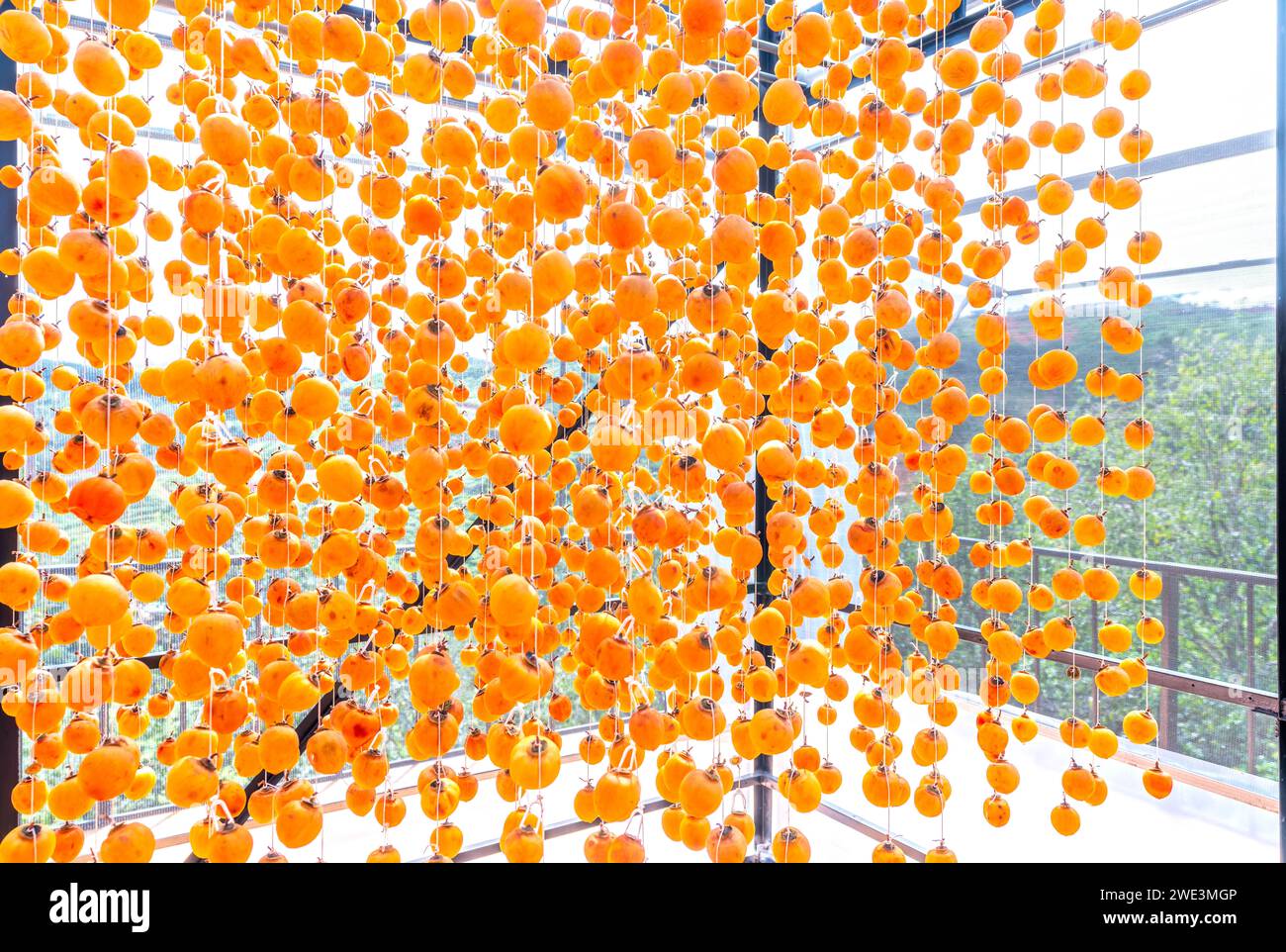 Dried persimmon is dried according to traditional Japanese technology ...