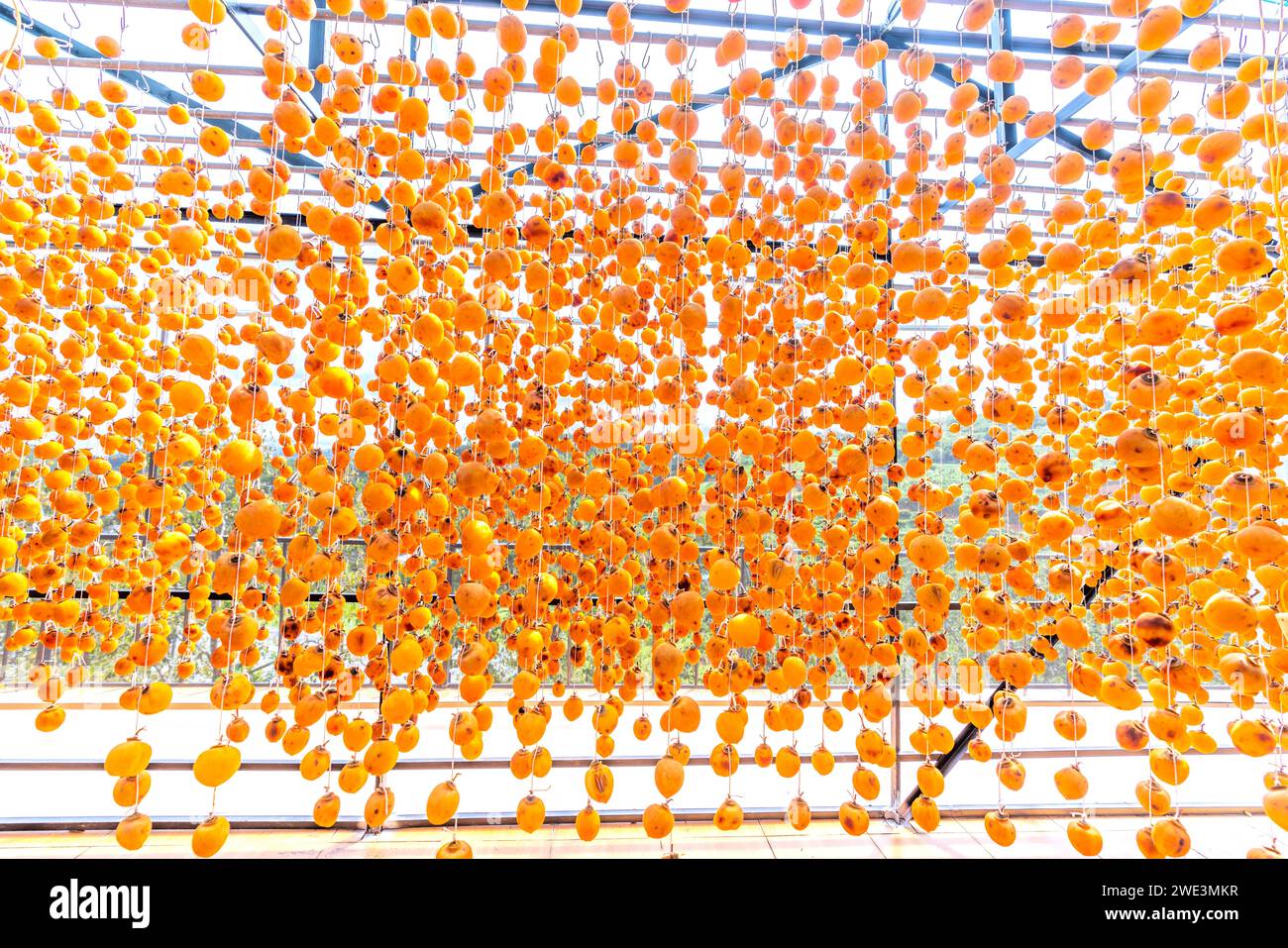 Dried persimmon is dried according to traditional Japanese technology ...