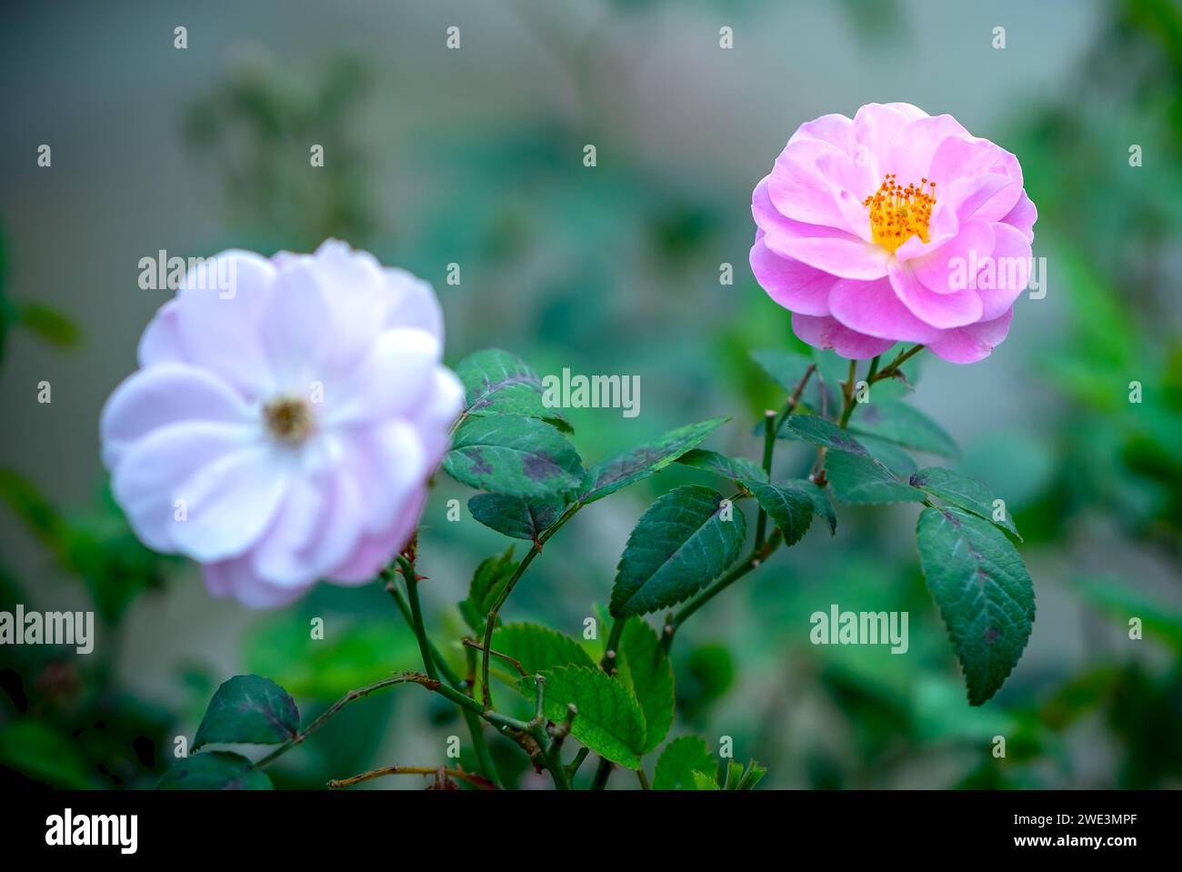 Rosaceae cinnamon flower with double leaf mutation blooms in the garden ...