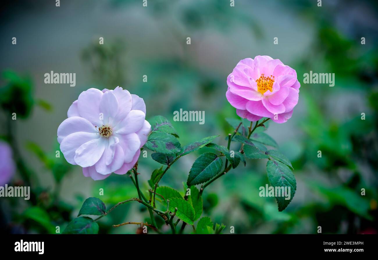 Rosaceae cinnamon flower with double leaf mutation blooms in the garden ...