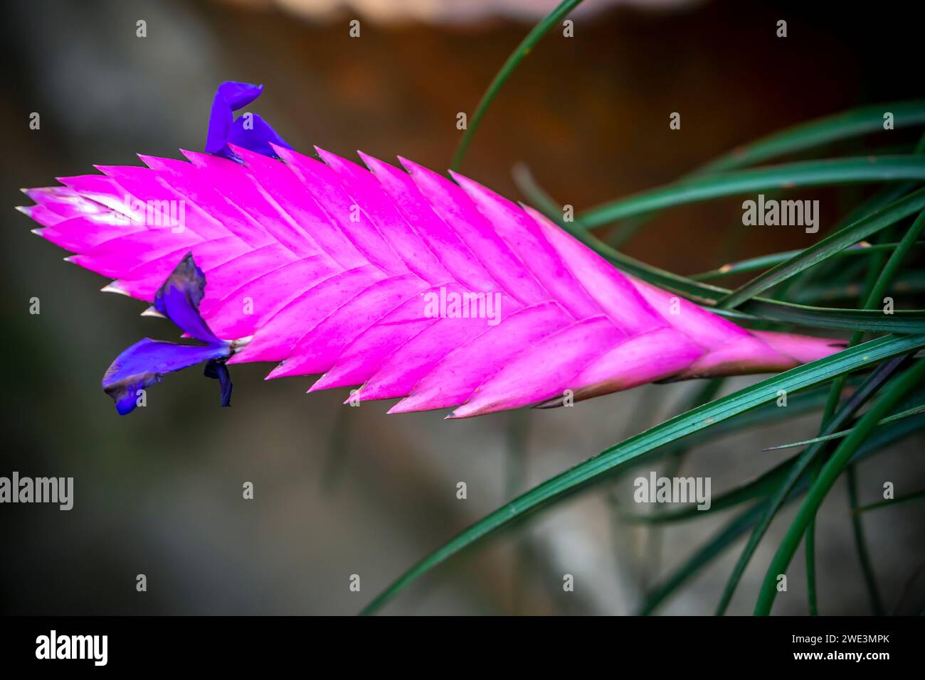 Tillandsia cyanea, commonly called pink quill, is a species of ...