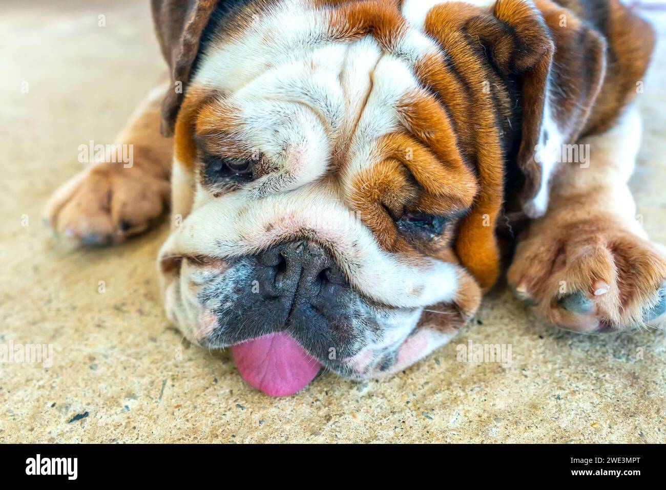 Bulldog portrait in domesticated pet. They have a saggy face and ...