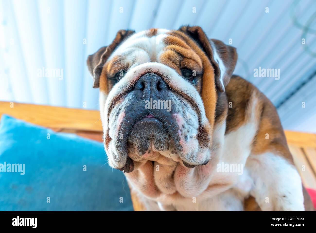 Bulldog portrait in domesticated pet. They have a saggy face and ...