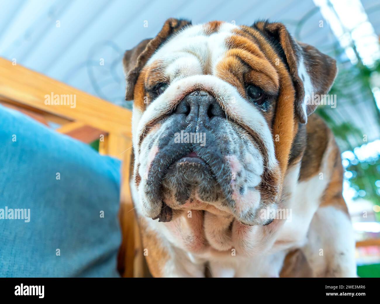 Bulldog portrait in domesticated pet. They have a saggy face and ...