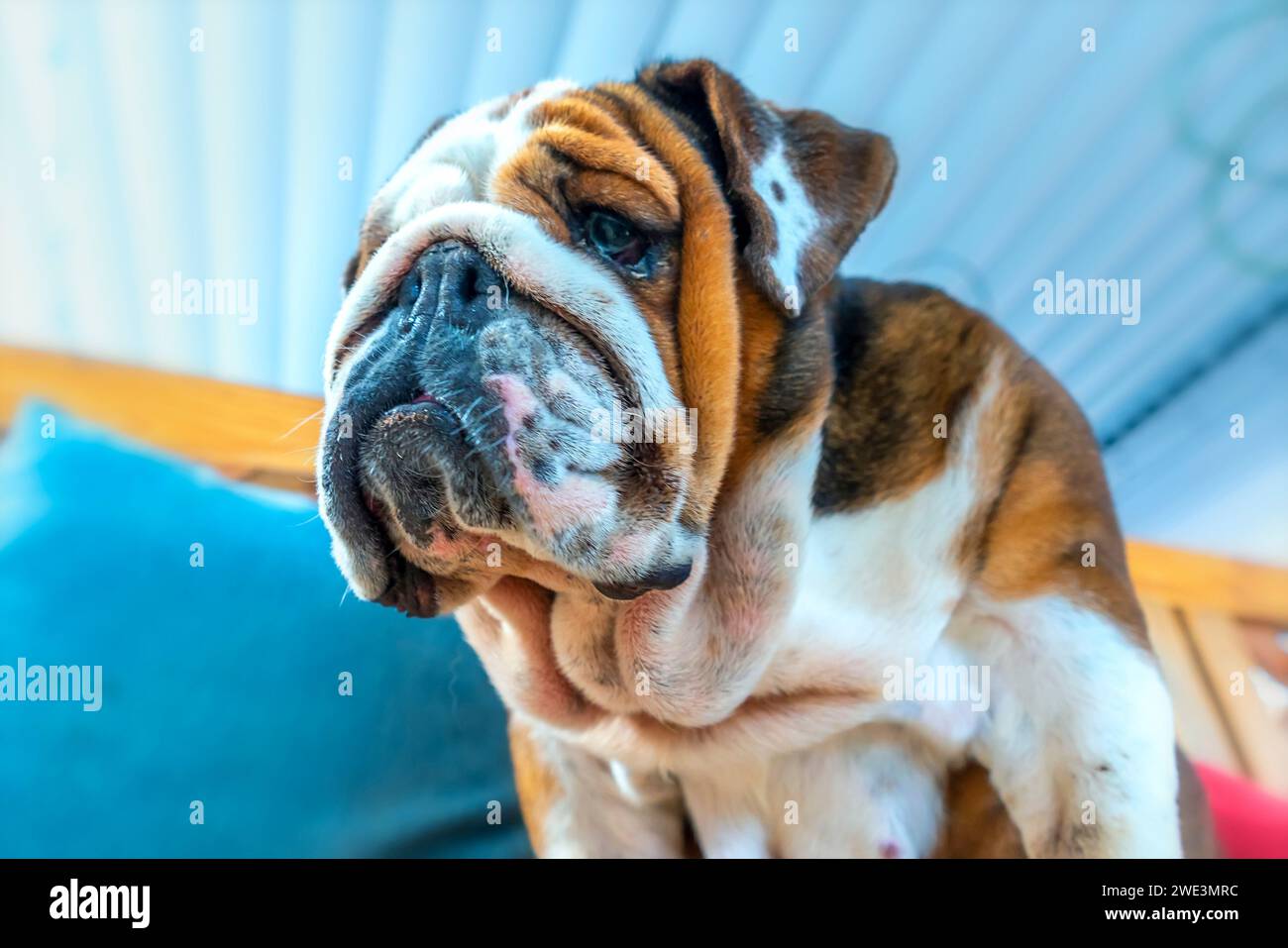 Bulldog portrait in domesticated pet. They have a saggy face and ...