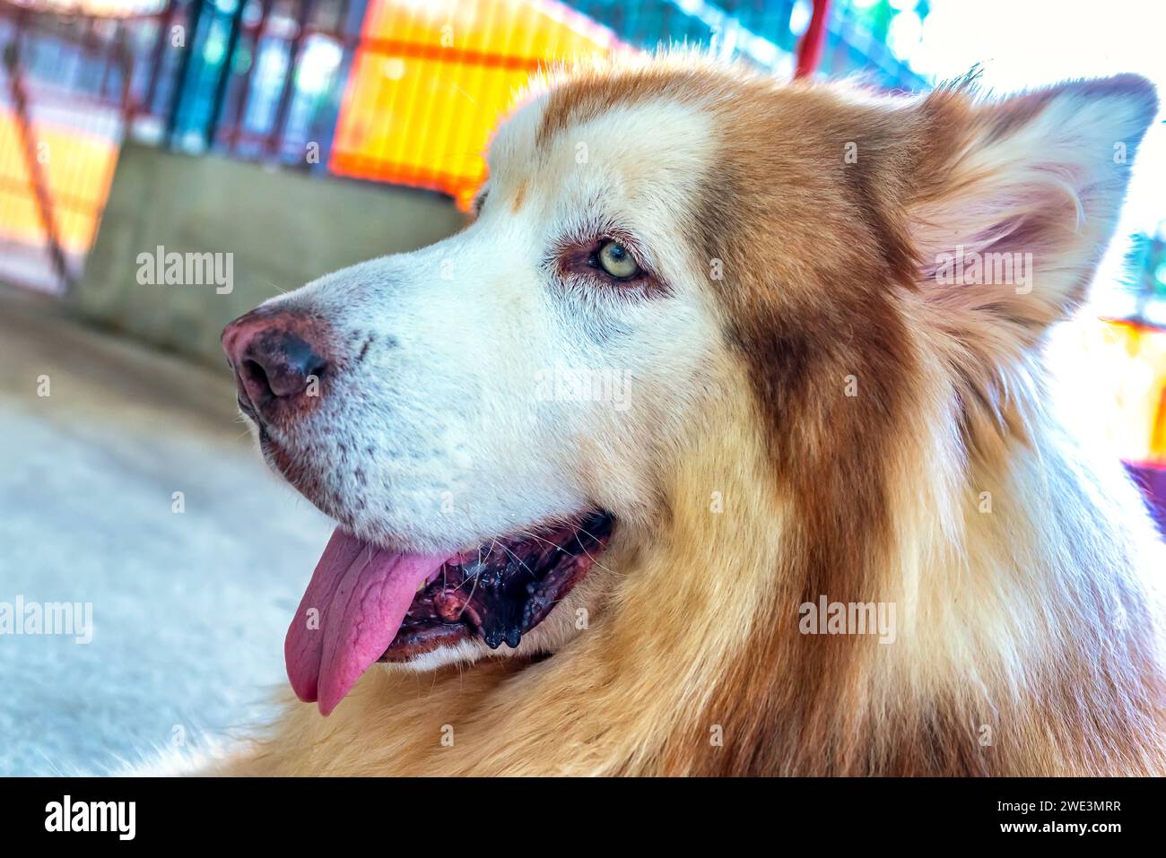 Alaska Malamute dog portrait in domesticated pet. They are very friendly and good excessively ...
