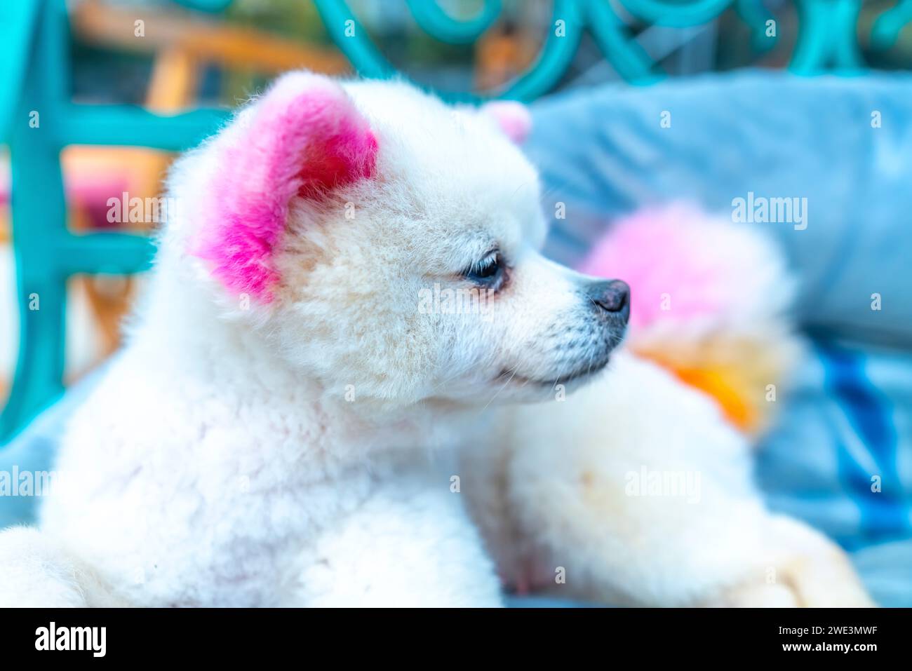 Cute Poodle with impressive fur in the domesticated house. They are ...