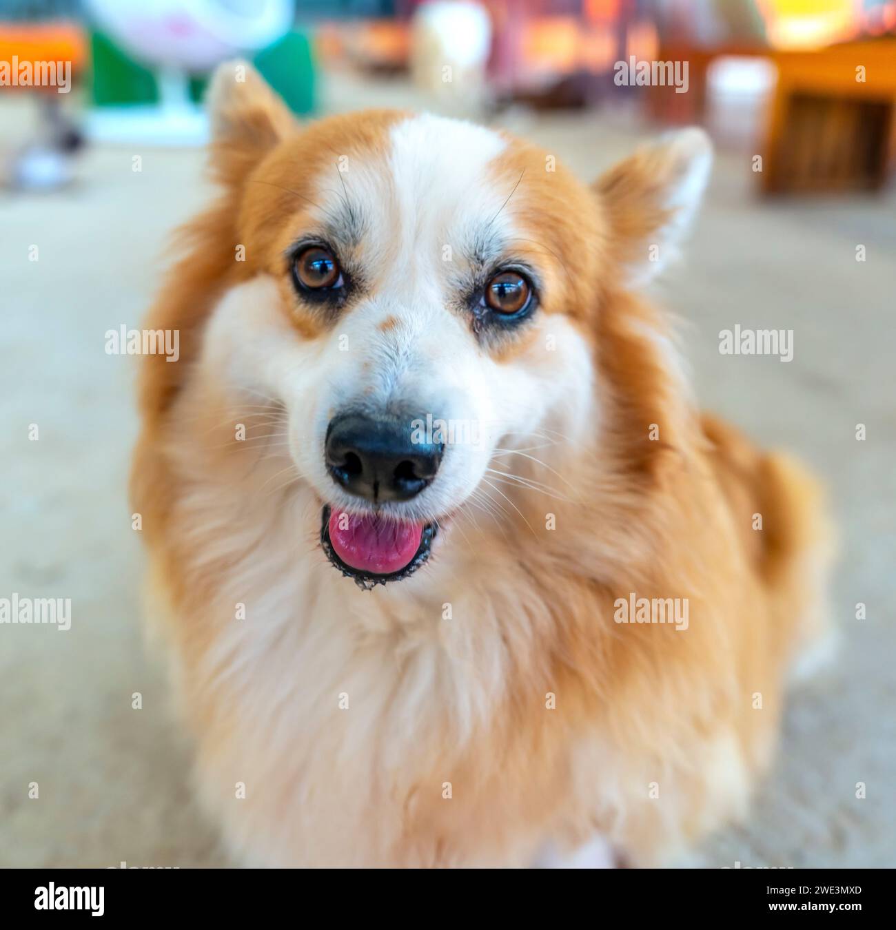 Cute Corgi with impressive fur in the domesticated house. They are very ...