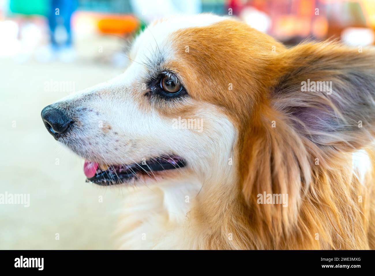 Cute Corgi with impressive fur in the domesticated house. They are very ...