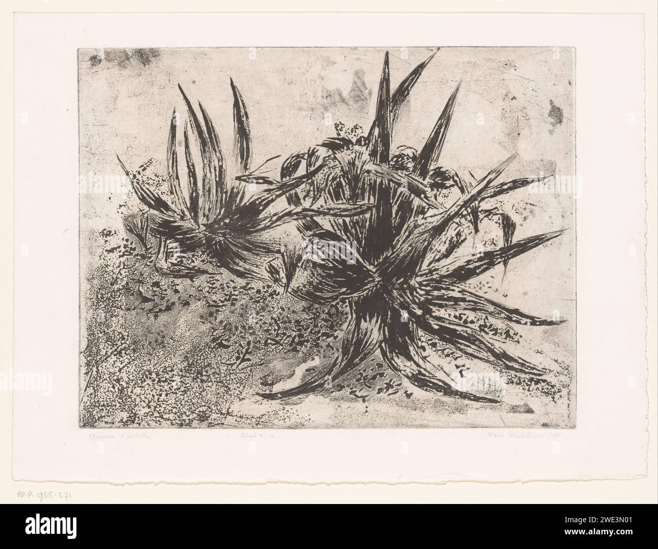 Aloë's, Nono Reinhold, 1955 print Netherlands paper etching plants and ...