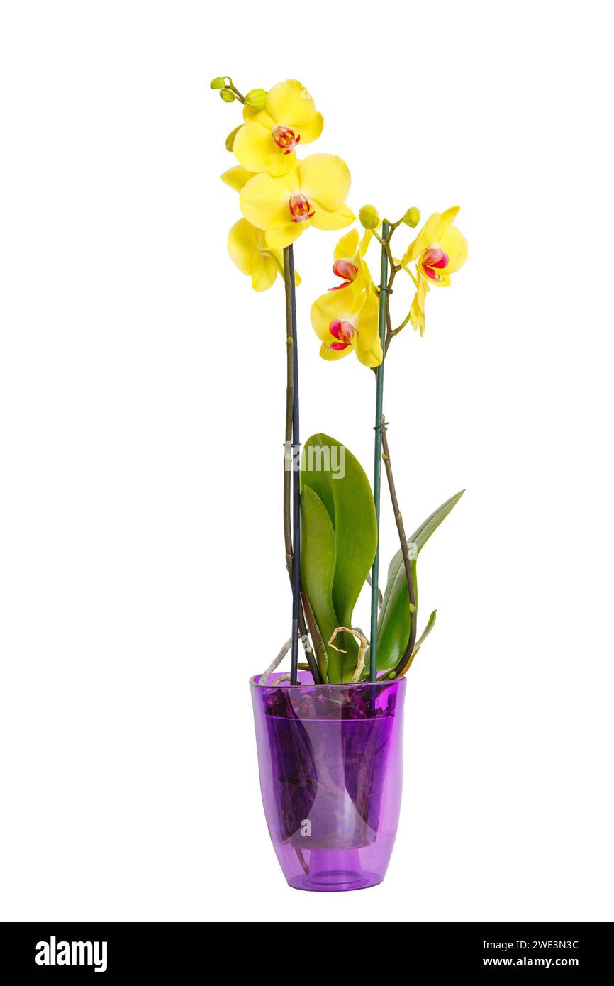 Long stem orchid phalaenopsis Cut Out Stock Images & Pictures - Alamy