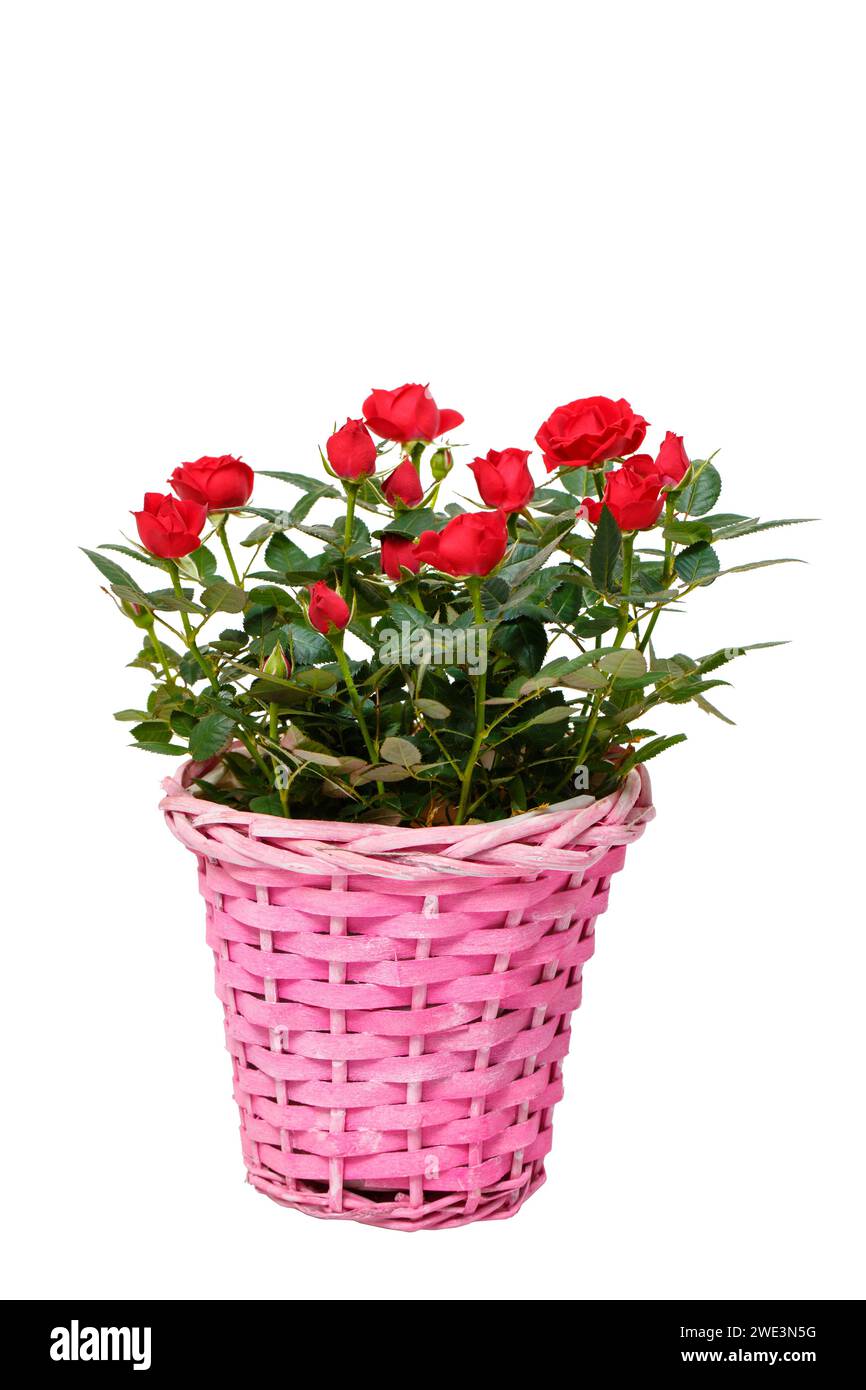 Red decorative roses in flowerpot isolated on white background Stock ...