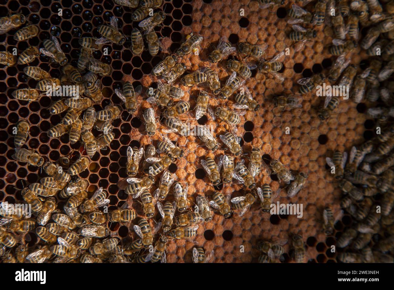 Frames of a beehive. Busy bees inside the hive with open and sealed ...