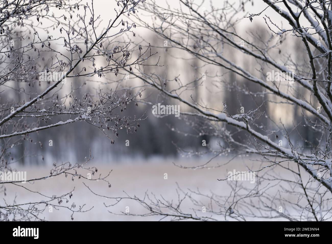 Winter landscape snow alder trees hi-res stock photography and images ...