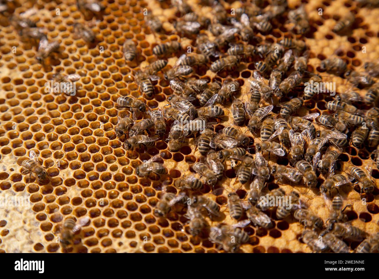 Frames of a beehive. Busy bees inside the hive with open and sealed ...