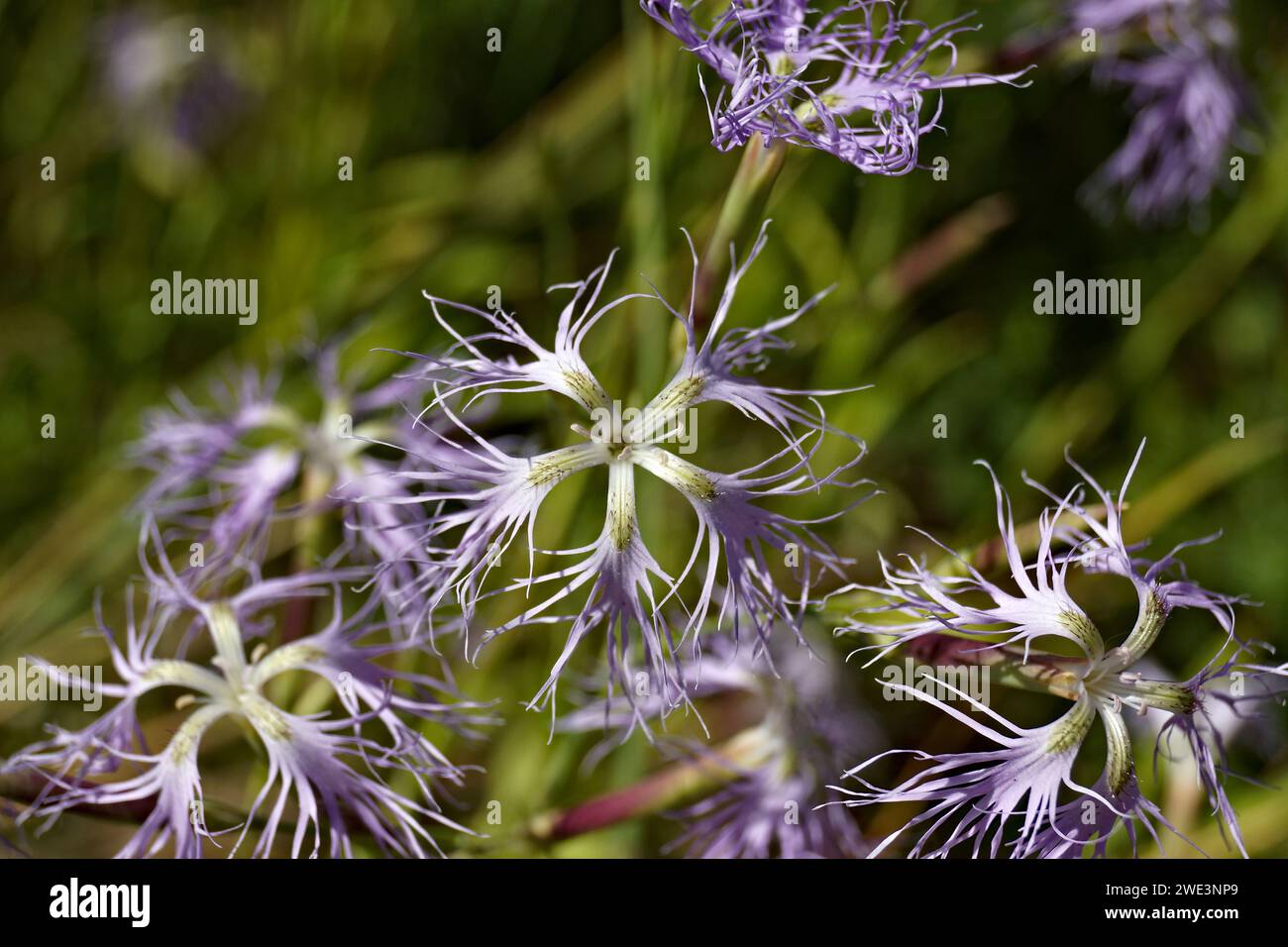 Flowers of the fringed pink (Dianthus superbus) in the summer ...