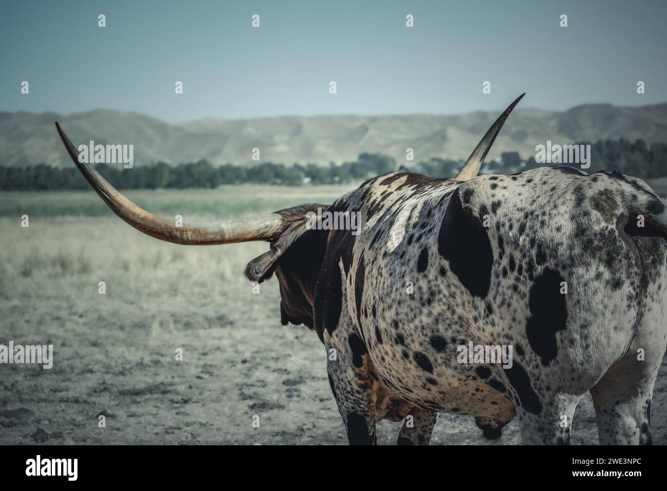 A Longhorn Cow seen from behind in a field Stock Photo - Alamy