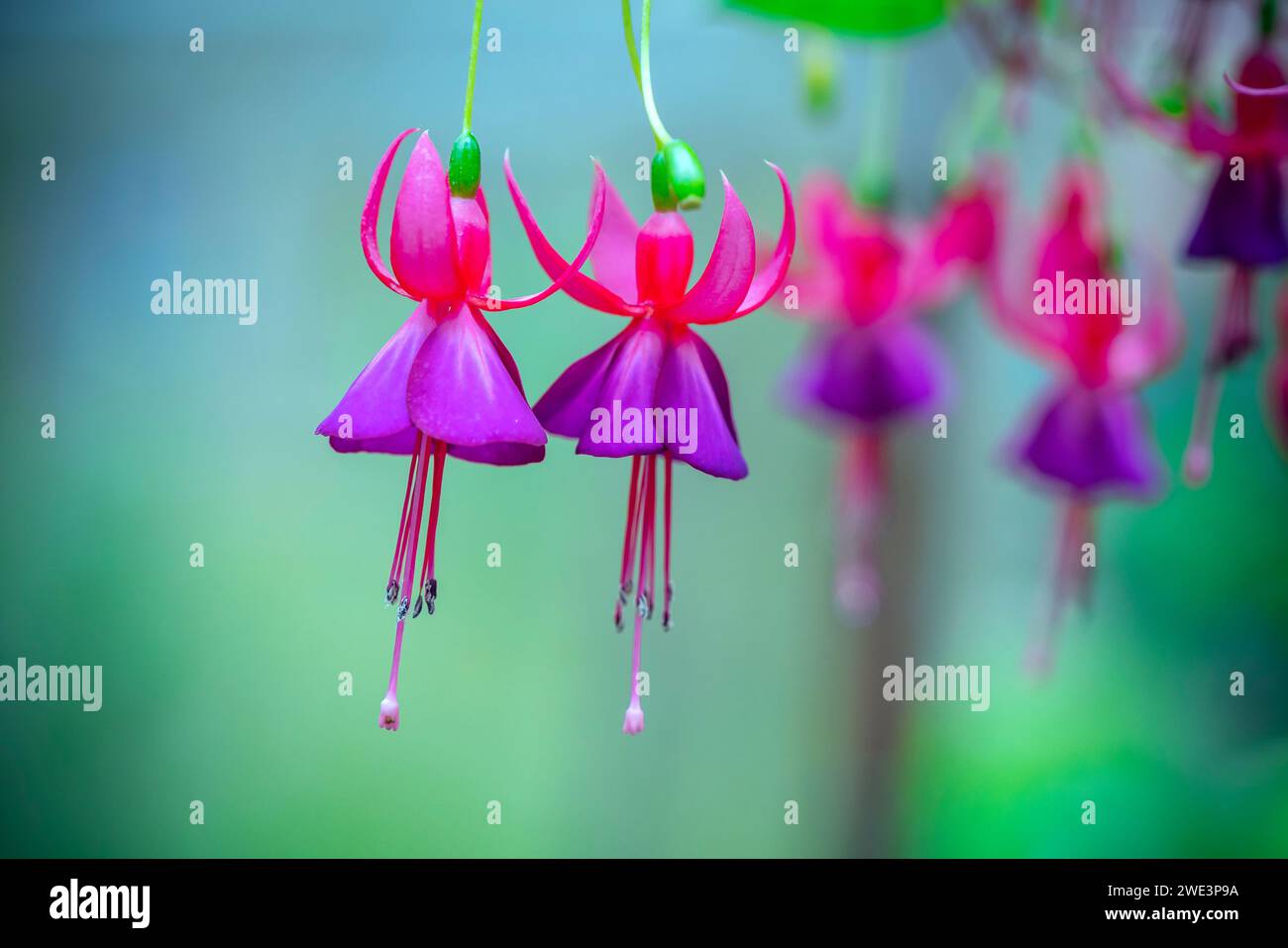 Fuchsia flowers bloom in the sunshine like beautiful little lanterns ...