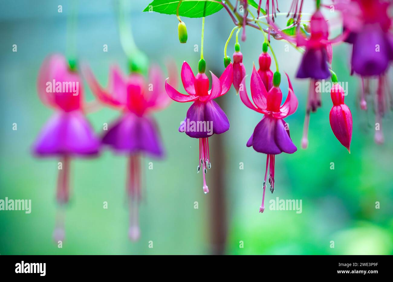 Fuchsia flowers bloom in the sunshine like beautiful little lanterns ...