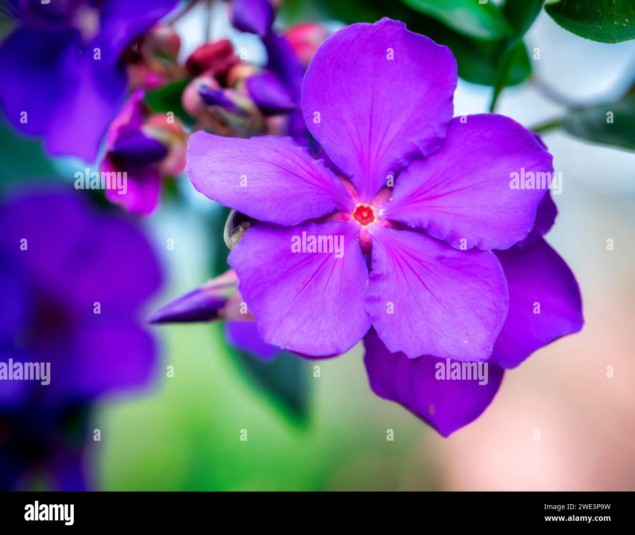 Downy rose myrtle hi-res stock photography and images - Alamy