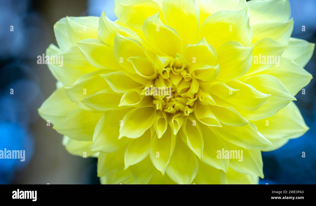 Dahlia blooms in a small garden, a perennial tuber plant that usually ...