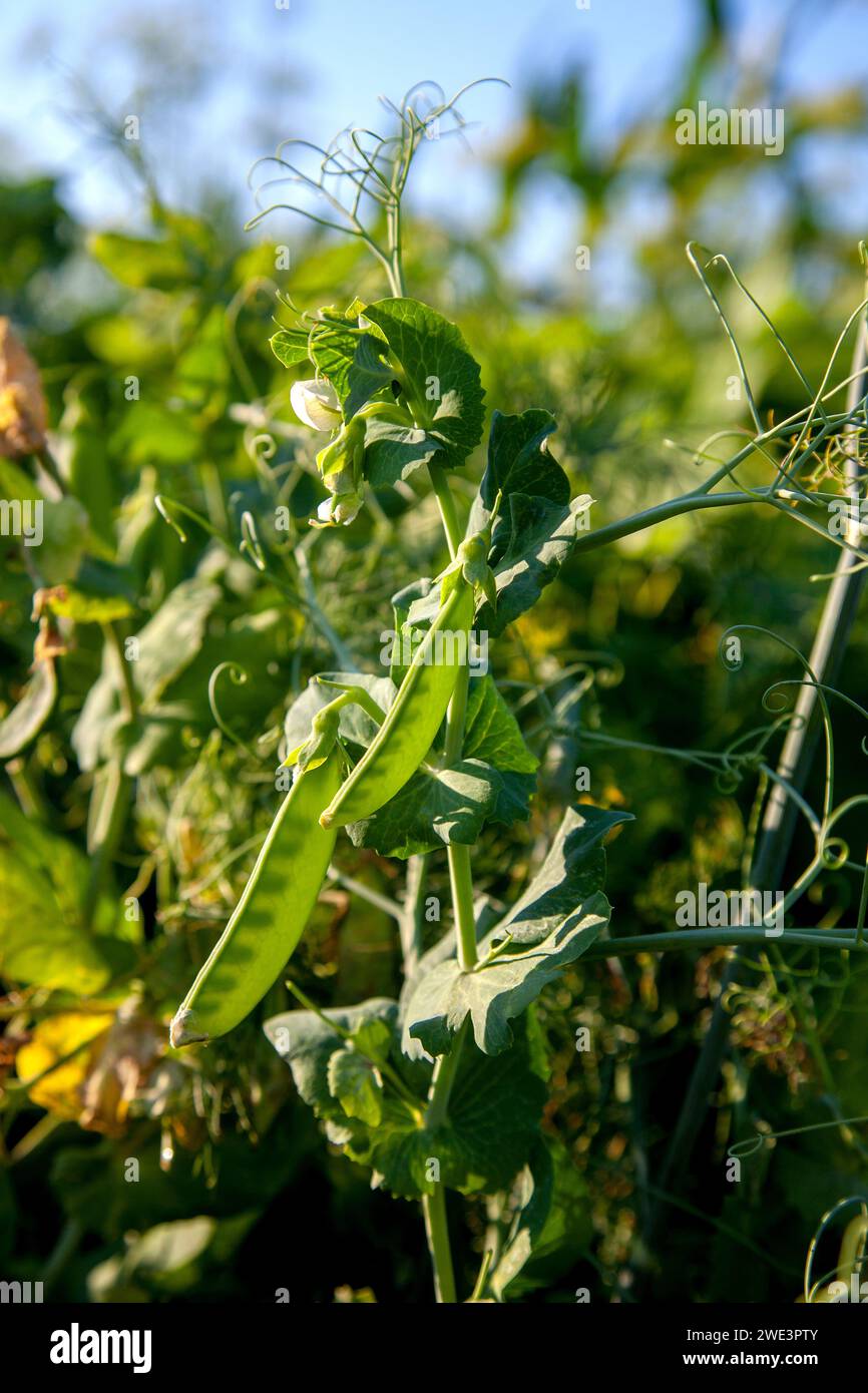 Bright green peas pods on a pea plant grow in the garden. Growing peas ...