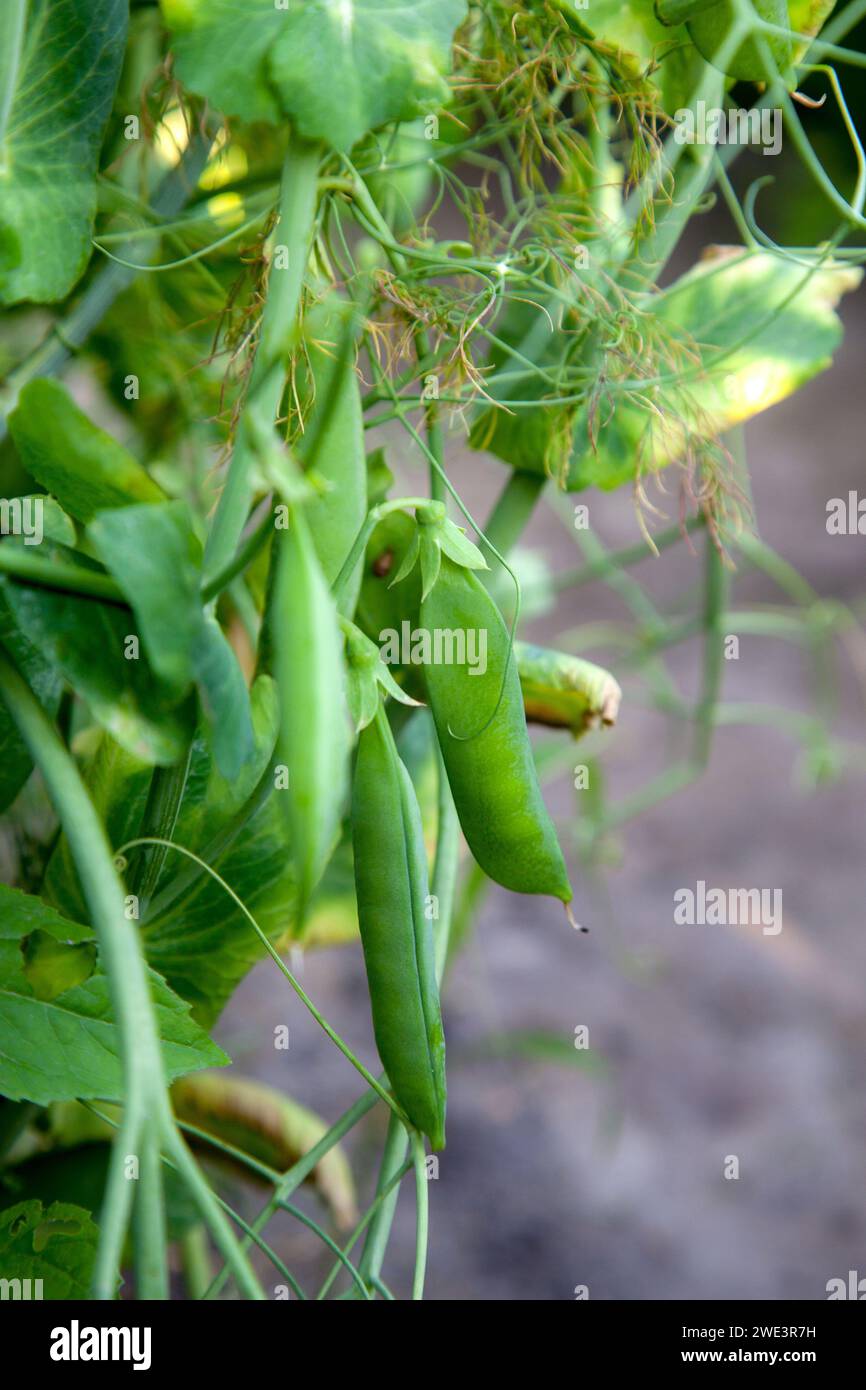Bright green peas pods on a pea plant grow in the garden. Growing peas ...