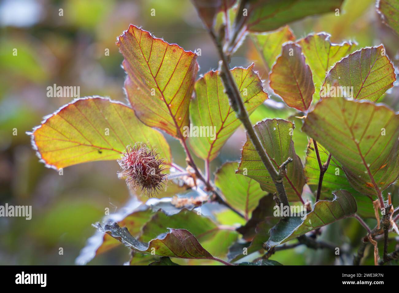 European beech or purple beech. Copper beech (Fagus sylvatica purpurea ...