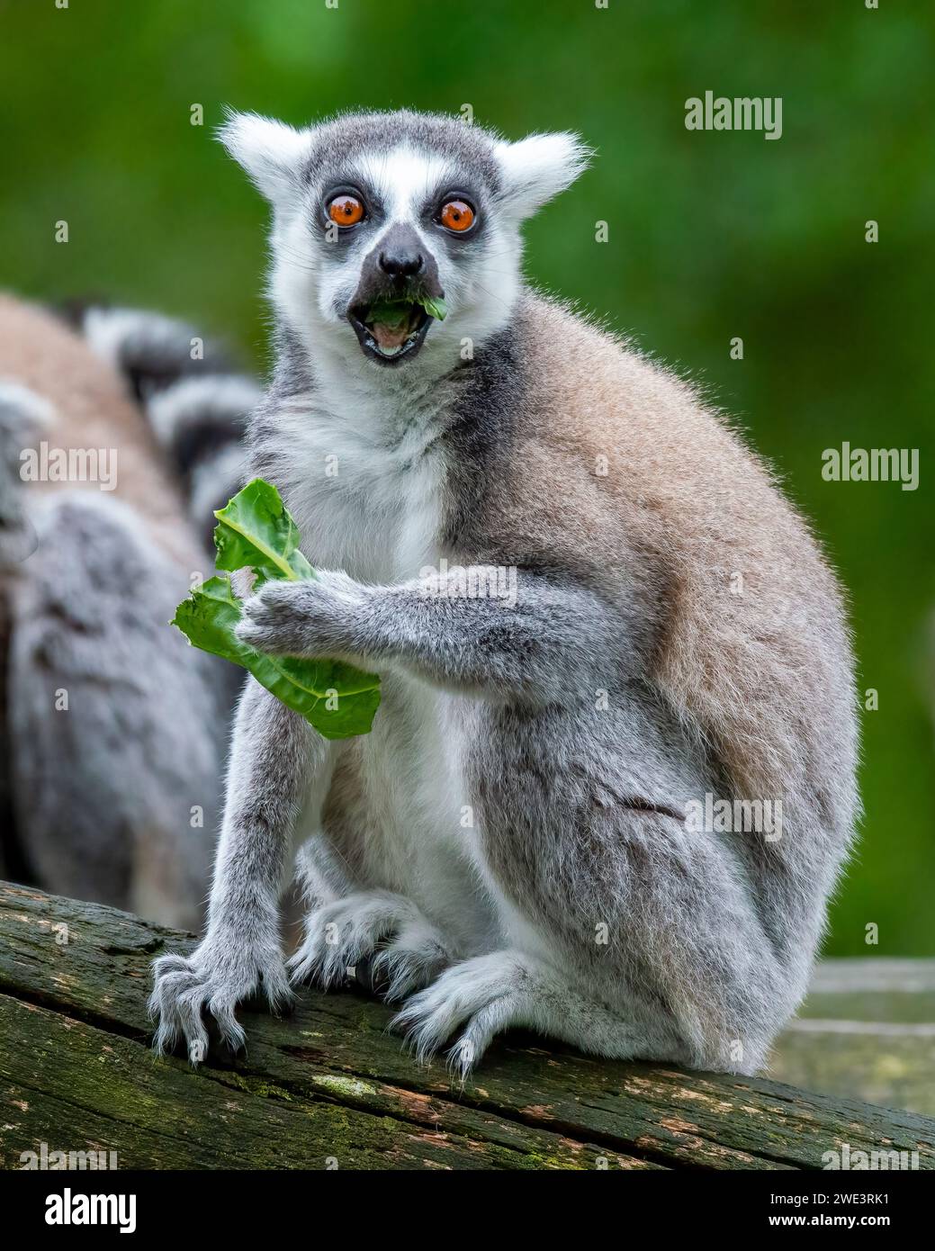 Lemurs agile nature hi-res stock photography and images - Alamy