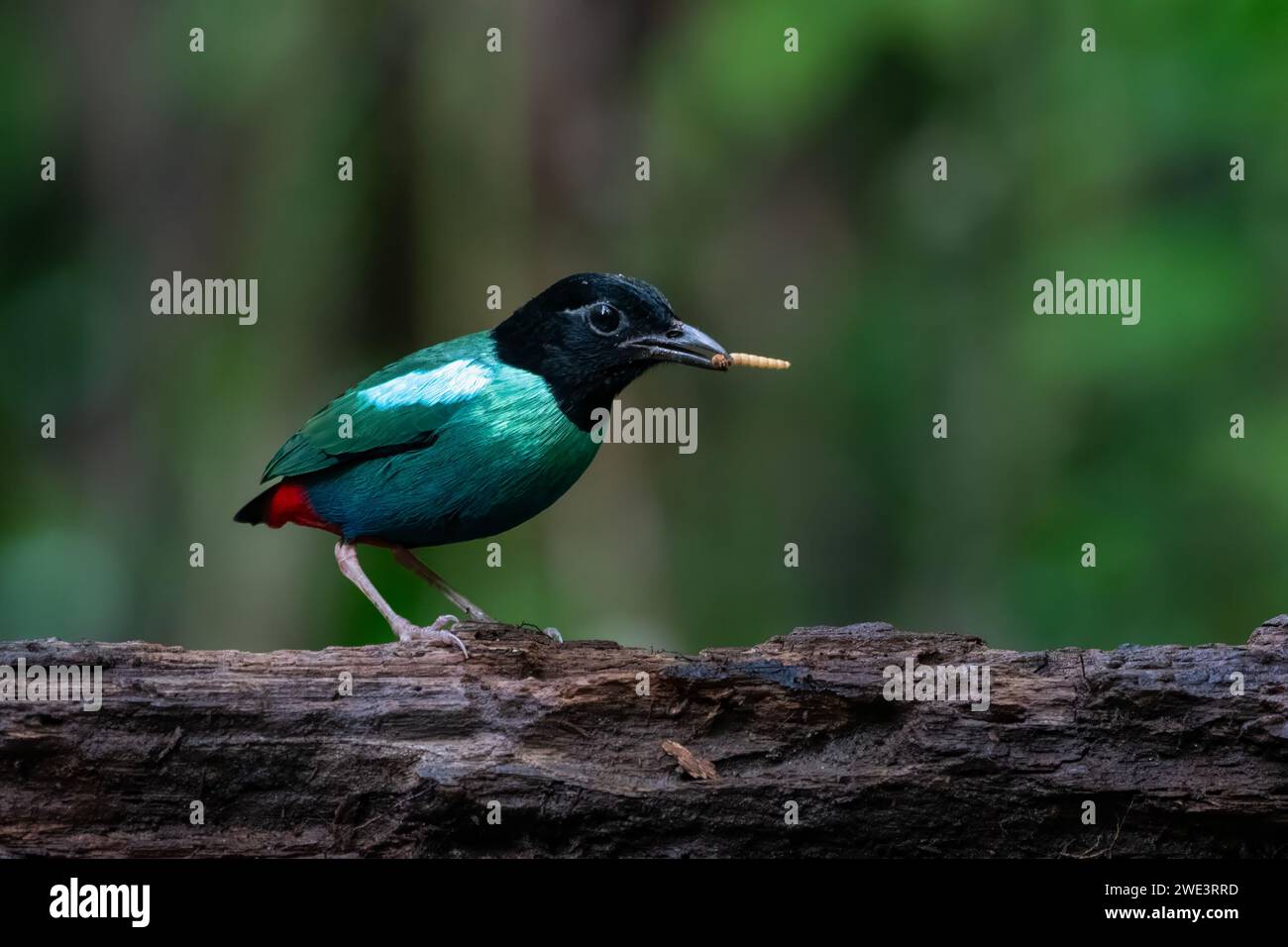 Eastern Hooded Pitta or Pitta novaeguineae seen in Waigeo, West Papua ...