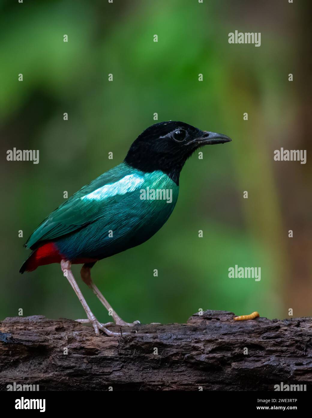 Eastern hooded pitta hi-res stock photography and images - Alamy