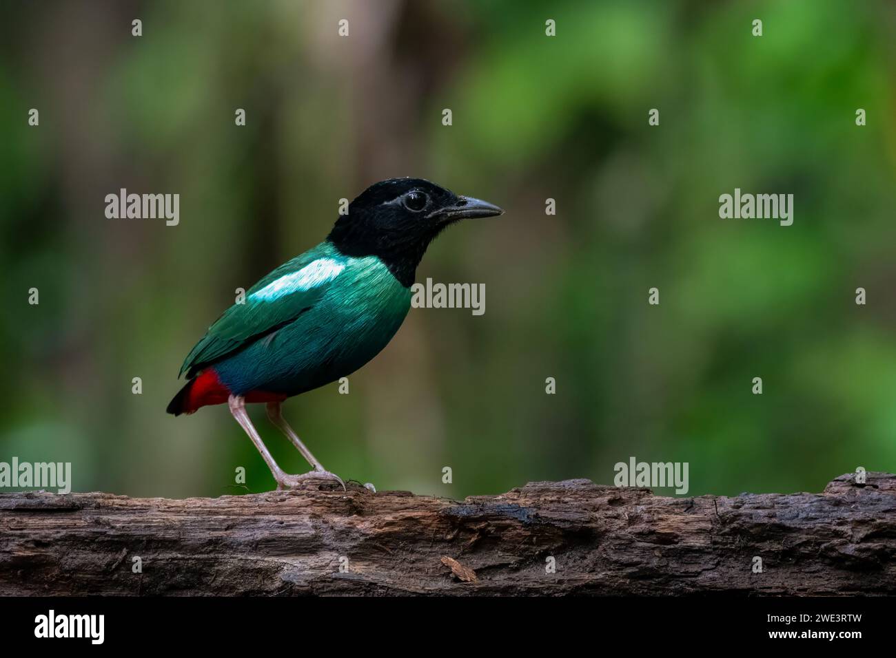 Eastern Hooded Pitta or Pitta novaeguineae seen in Waigeo, West Papua ...