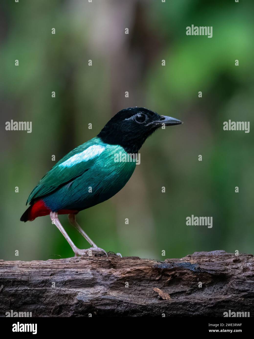 Eastern hooded pitta hi-res stock photography and images - Alamy